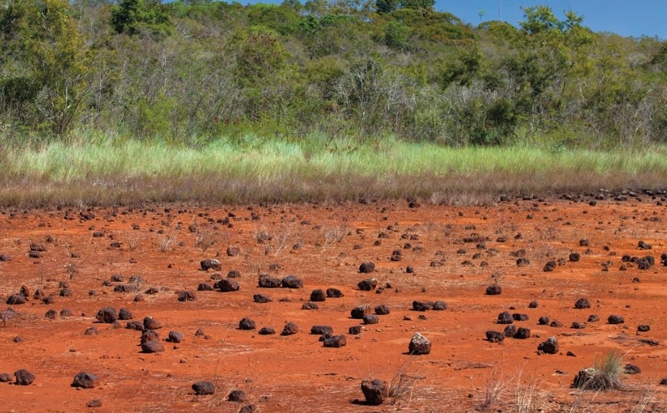 Onde as Plantas Crescem - Plintossolos