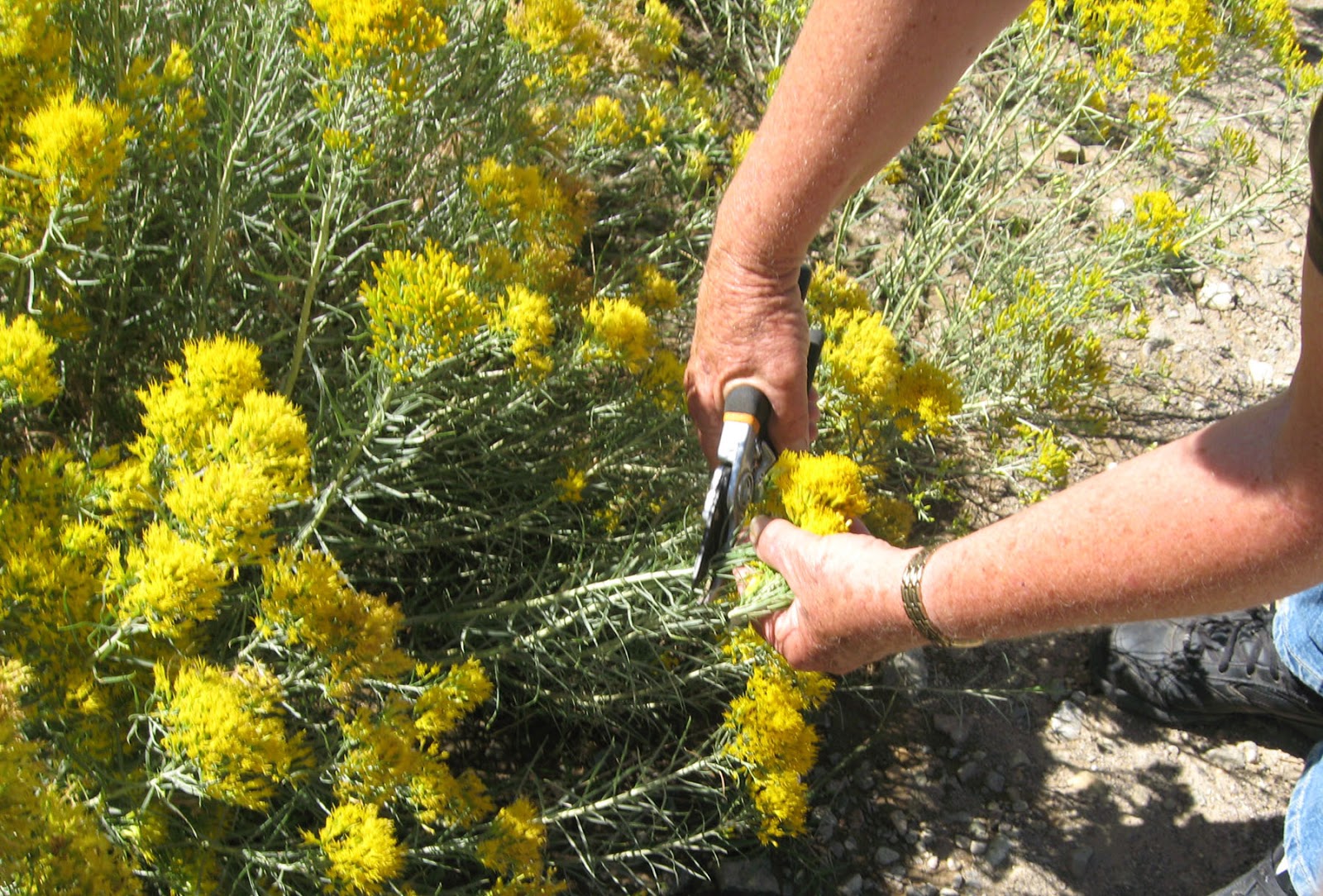 Mother Nature's Backyard - A Water-wise Garden: Sustainable Living: Foraging for Native Plant ...