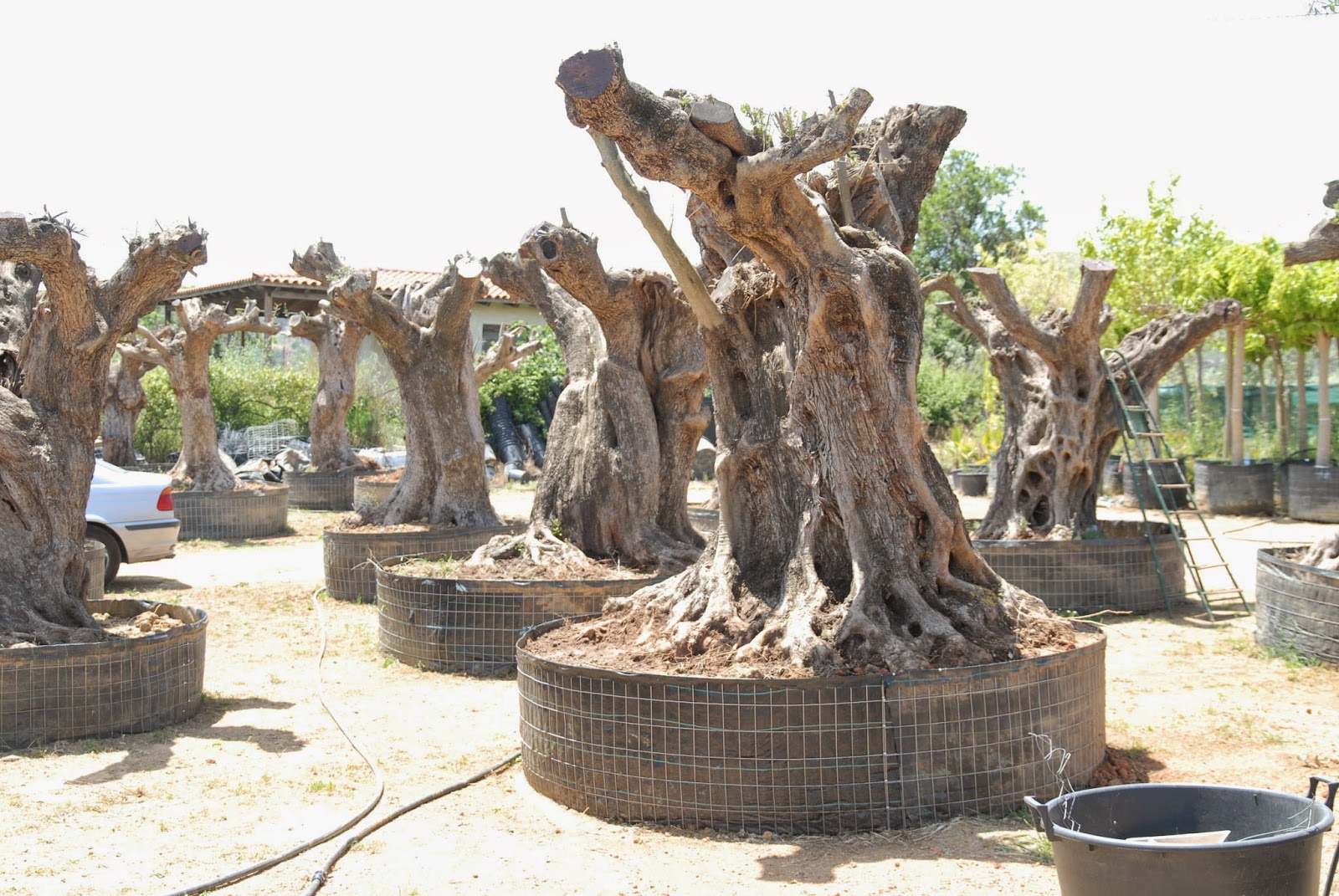 ΦΥΤΩΡΙΑ ΔΕΛΤΑ NURSERIES DELTA TREES LTD: Ιουλίου 2014