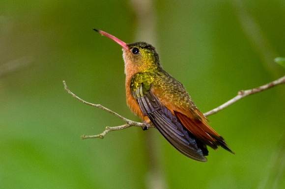Bellas Aves de El Salvador: Amazilia rutila (colibrí canela)