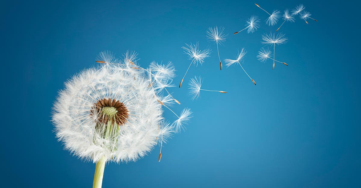Reproducción de las Plantas : Polinización y dispersión en las angiospermas
