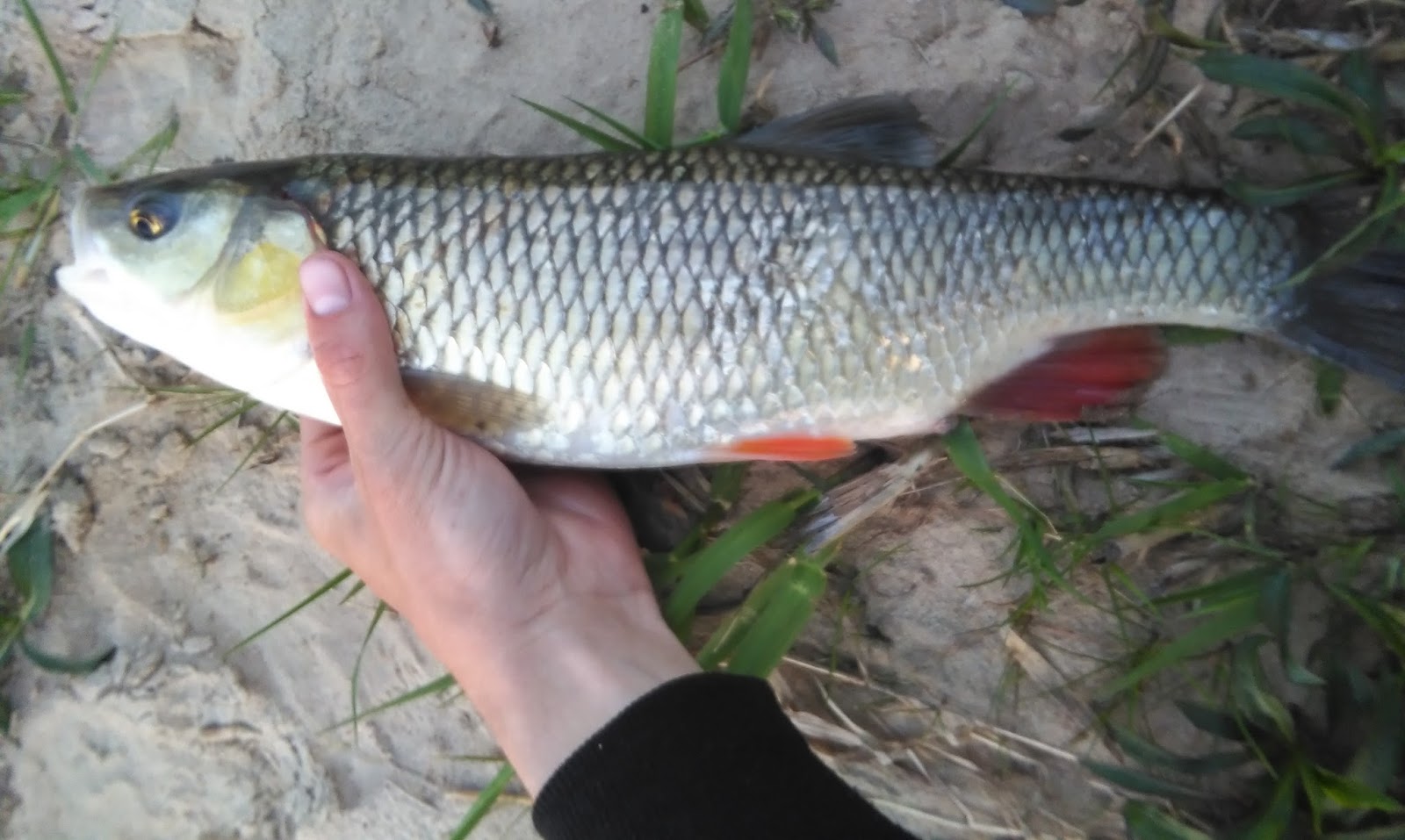 RIBOLOV NA MOJ NAČIN: Pod panj i što sporije - krupan klen u rano proleće