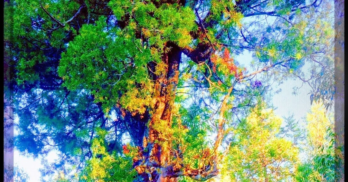 Entoto Natural Park's southern slope