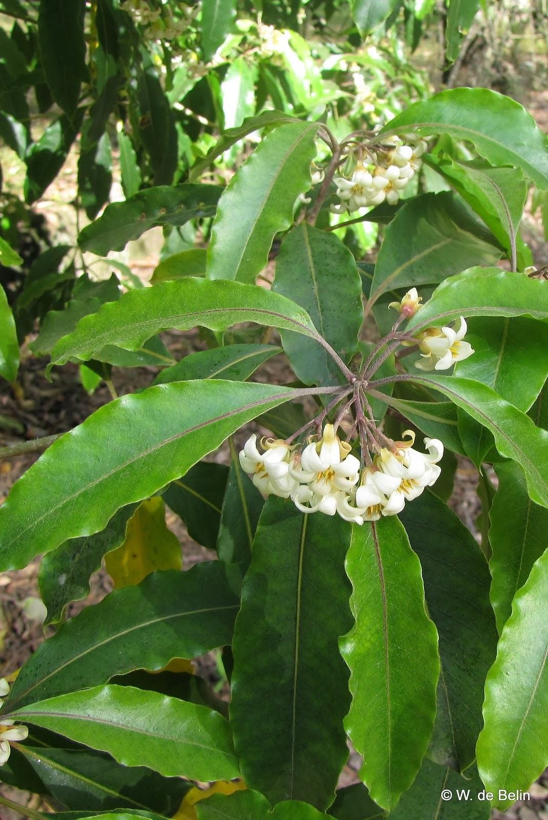 Sydney's Wildflowers and Native Plants: Pittosporum undulatum - Native ...