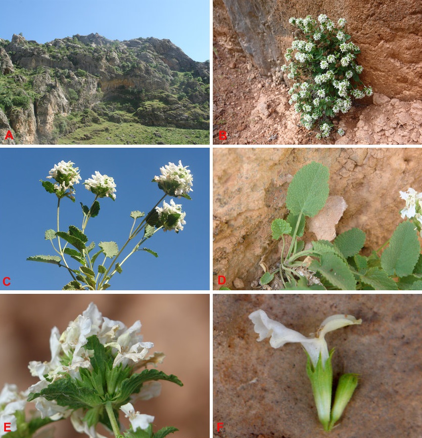 Species New to Science: [Botany • 2021] Stachys semsurensis (Lamiaceae ...