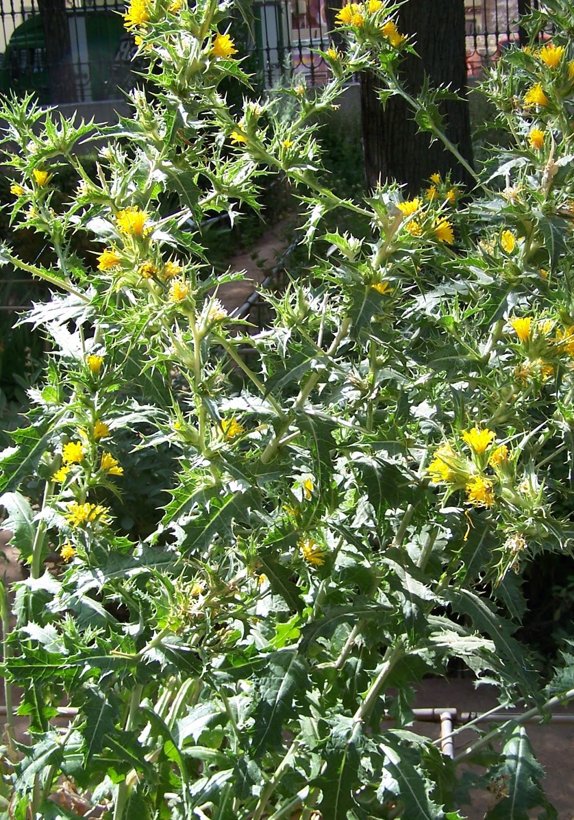 Galefod: Tagarnina. Cardillo.