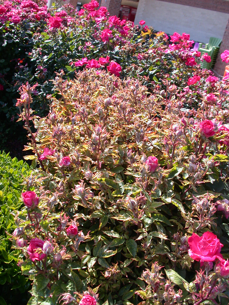 Piedmont NC Gardening: Here it Comes - Rose Rosette Disease
