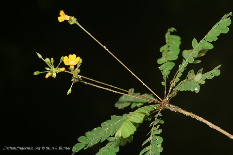 mukkutti,mukkootti-m-mu- (Biophytum) - KERALA FLORA
