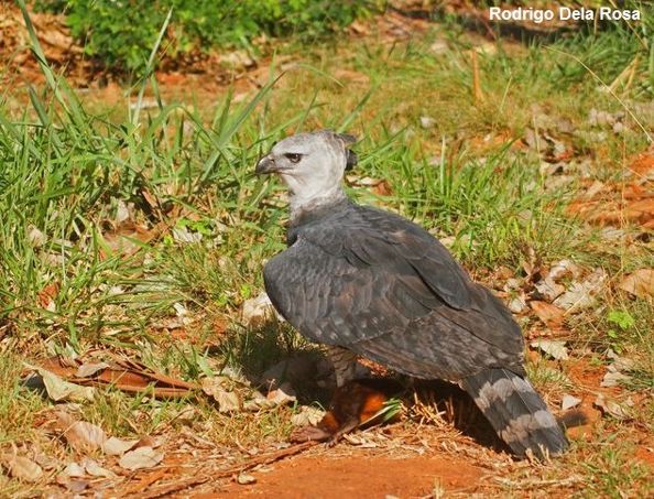 Gavião-real é fotografado se alimentando no núcleo urbano da Serra dos ...