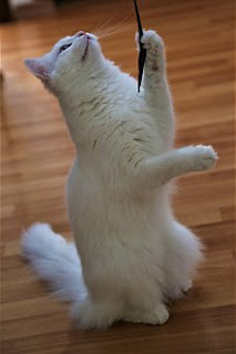 cut cat - The most beautiful pictures of cats ~ Next World