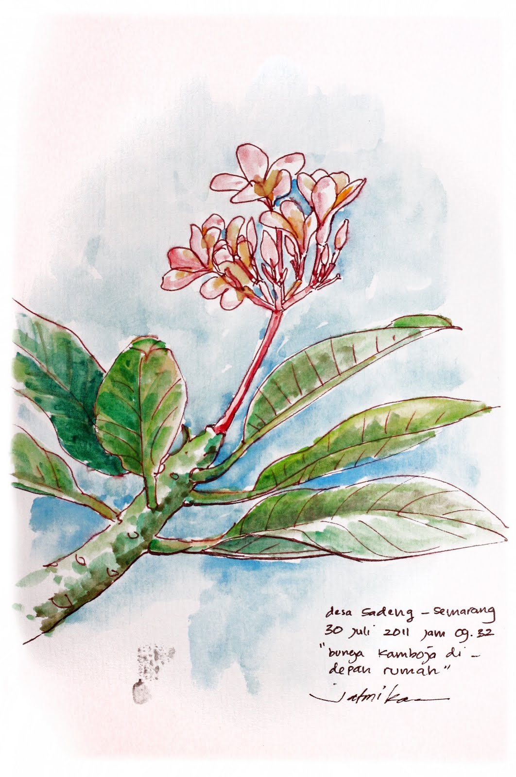 jatmika sketch & drawing: Bunga Kamboja
