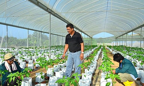 PERANAN FELDA DALAM MEMBANTU PERKEMBANGAN PEMBANGUNAN KAWASAN LUAR ...