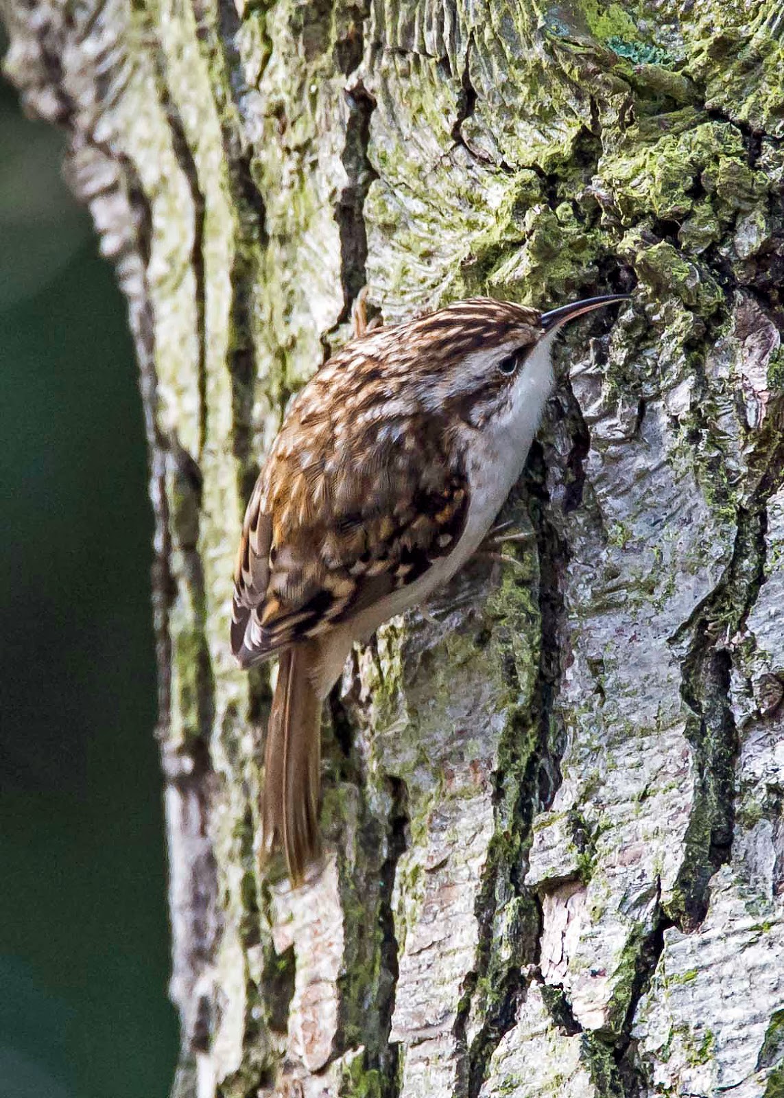 CAMBRIDGESHIRE BIRD CLUB GALLERY: Treecreeper