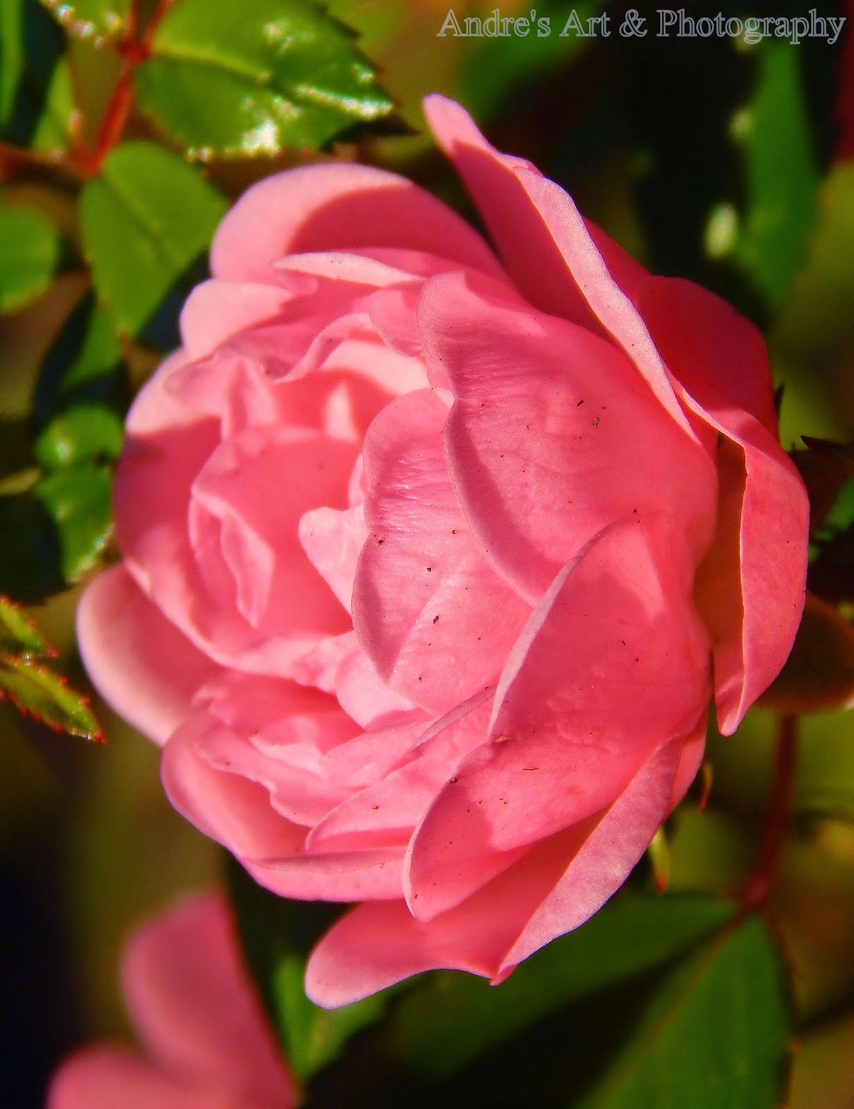 Through The Camera's Eyes: Andre's Photography Blog: An October Rose Is ...