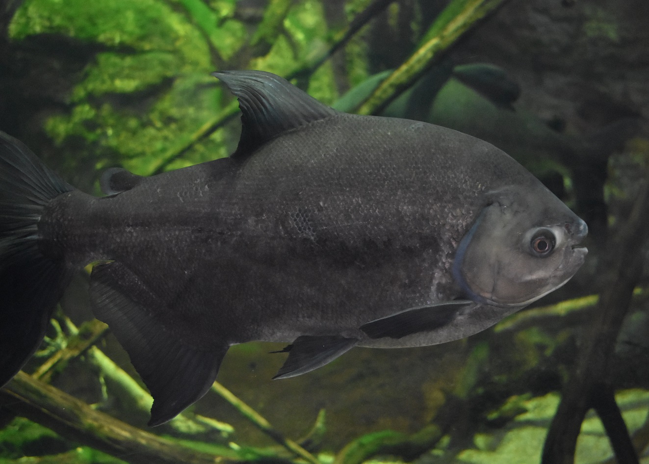 ZOOTOGRAFIANDO (5.836 ANIMALS): PIRAPITINGA / PIRAPITINGA (Piaractus ...