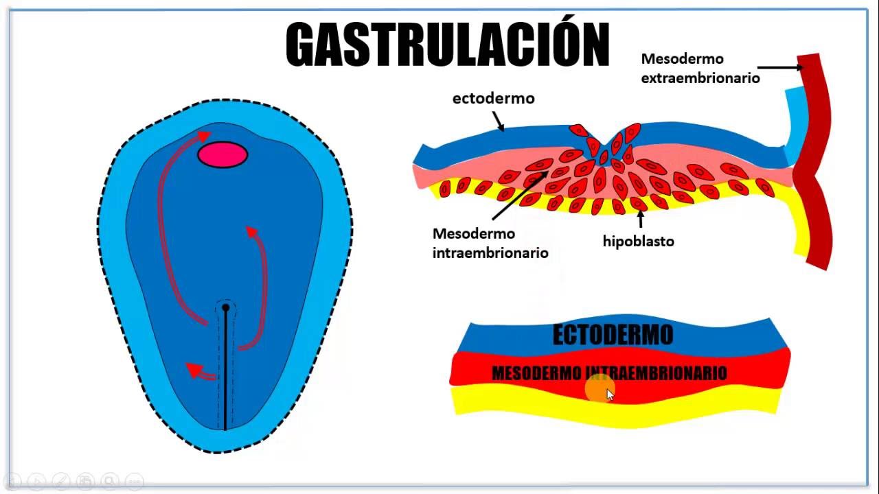 Ontogénesis del Sistema Nervioso: DISCO GERMINATIVO TRILAMINAR