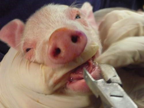 PROYECTOS PRODUCTIVOS SENA INACAMAHO: GUÍA BÁSICA PRODUCCIÓN DE CERDOS