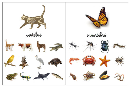 Crapouillotage: Vertébré / Invertébré