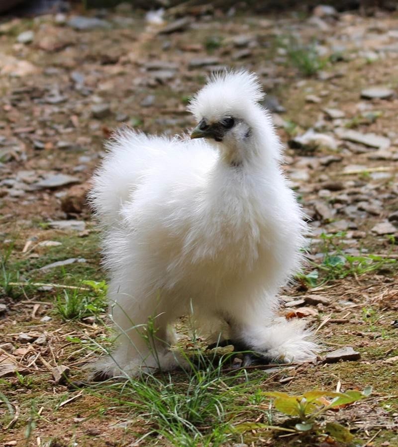 Silkie | The Fluffy Chicken