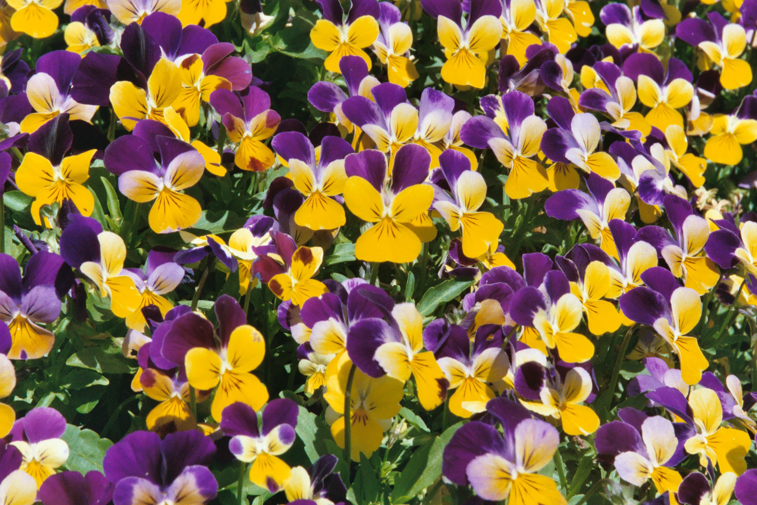 O PÁSSARO DAS SOMBRAS: Sorte