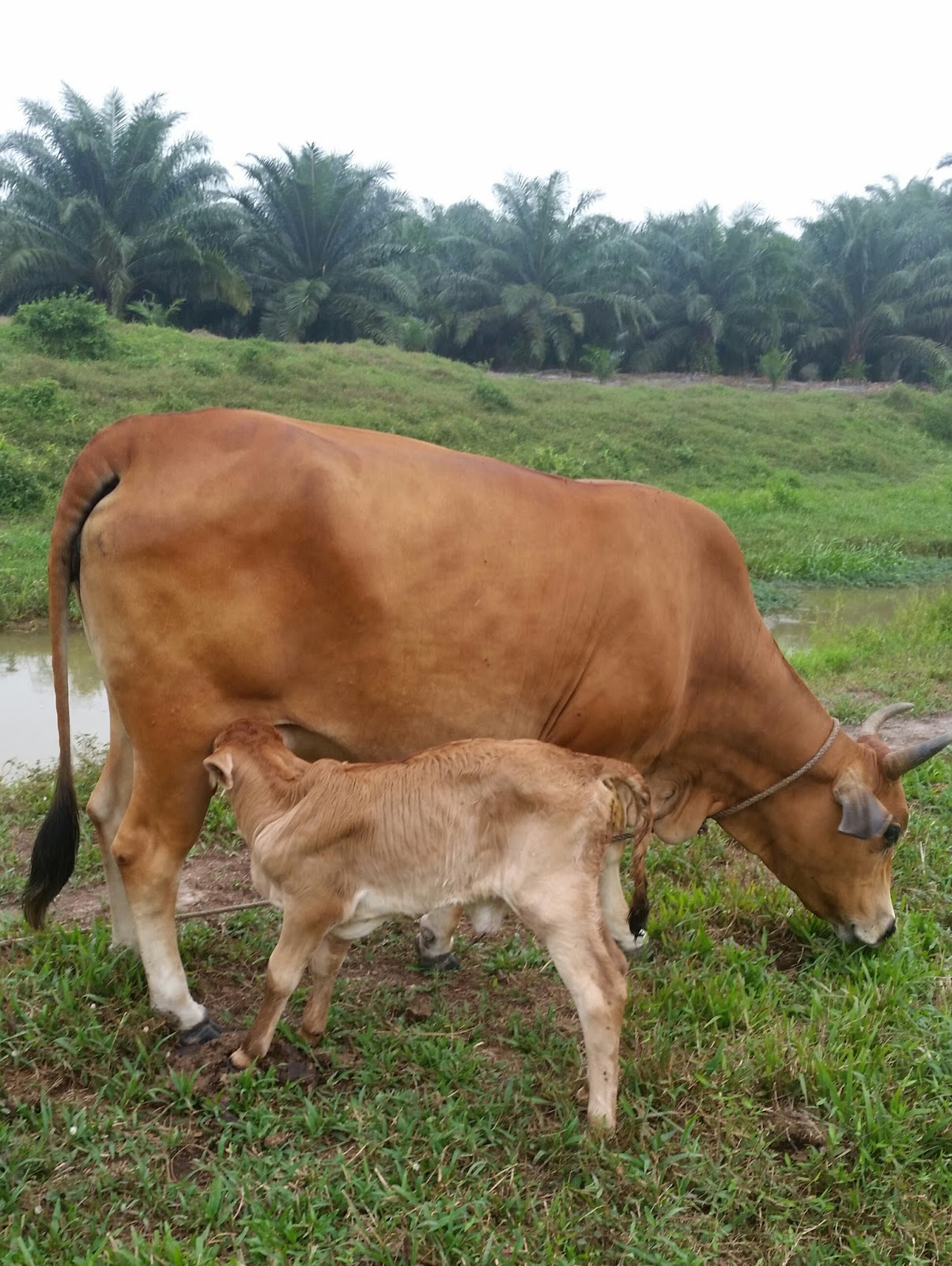 Warisan Petani: Biar Lembu Yang Jadi Lembu 1