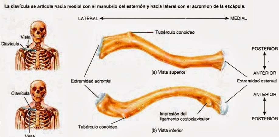 Esqueleto del miembro superior y de su cíngulo