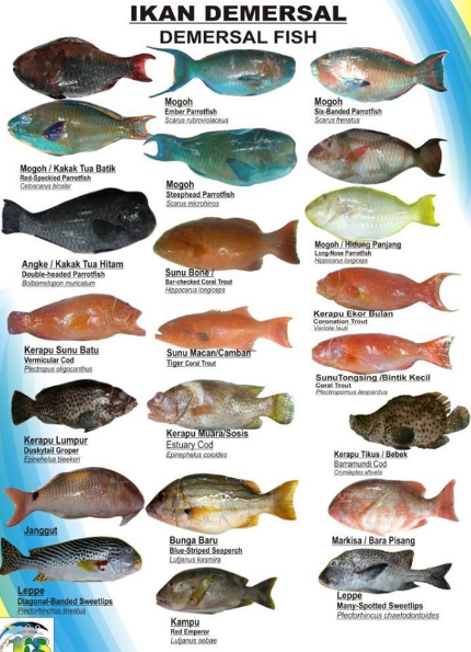 Mengenal Karaketer Ikan Pelagis Dan Ikan Demersal | Aliems' Journey