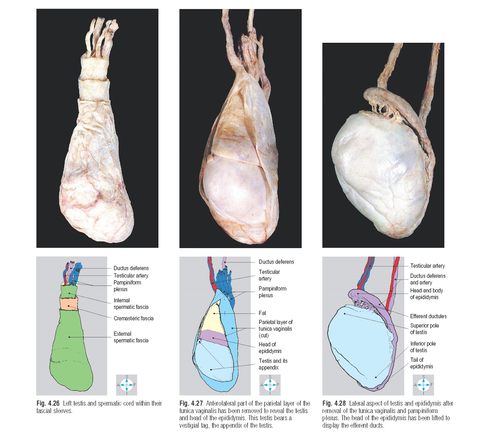 Scrotum Anatomy - pediagenosis