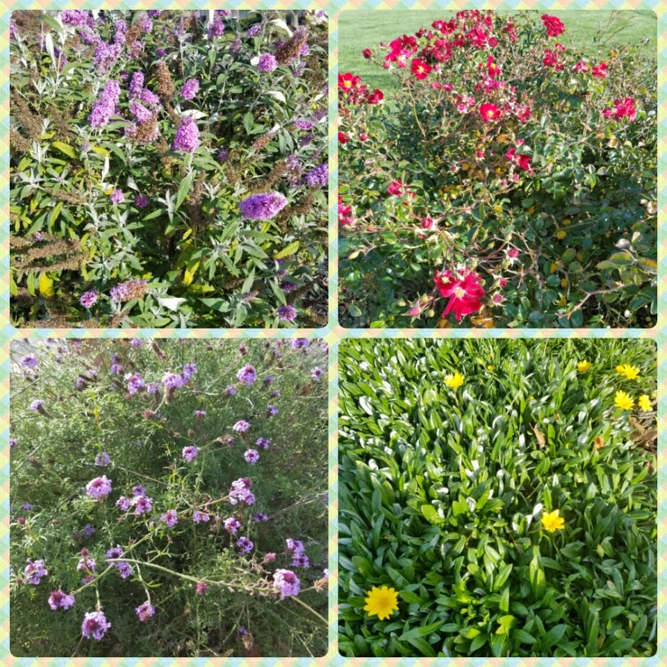 Mr. Linnet's Class Blog: P is for PLANTS! (Student Plant Collages)