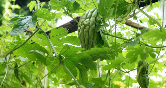 57+ Inspirasi Jenis Tanaman Pare, Jenis Tanaman