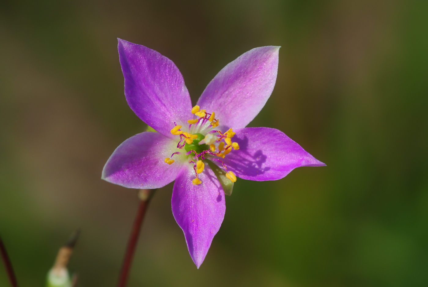 Máistir Nádúraí: July: A Prime Bug Month!