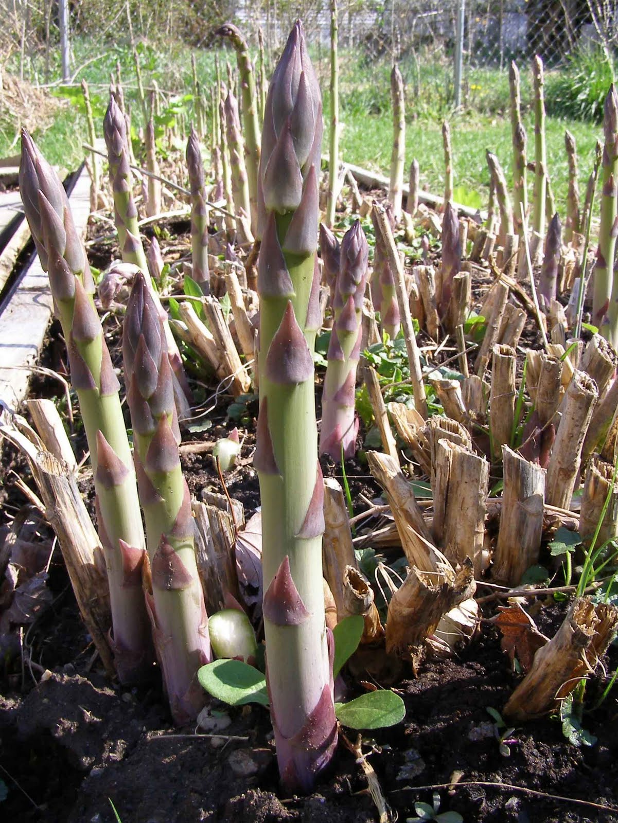 The Gourmand Gardener