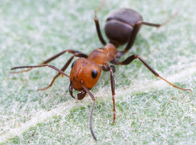 Ants | Amazing Facts & Latest Pictures | The Wildlife