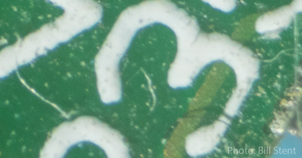 How to put a DSLR camera on a microscope