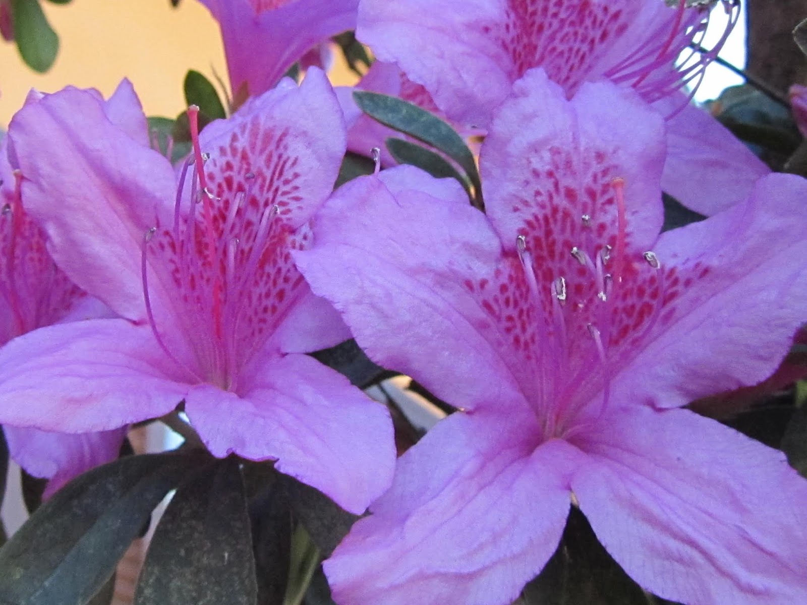 Dove Piantare l'Azalea in Giardino ? - Varietà, Coltivazione e Cure ...