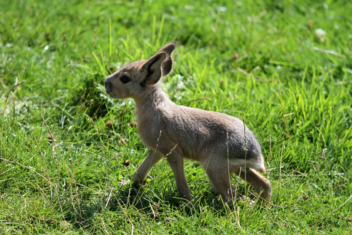 Unrealistic Amazing Creatures That Actually Exists On Earth