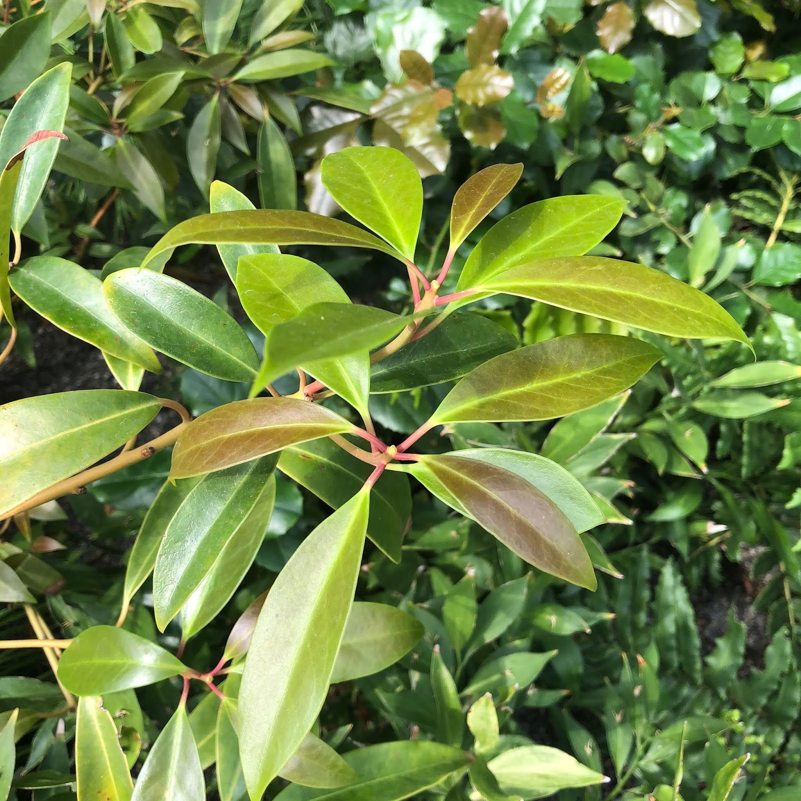 Bonney Lassie: Visiting Seattle's Own Eccentrica Gallumbits