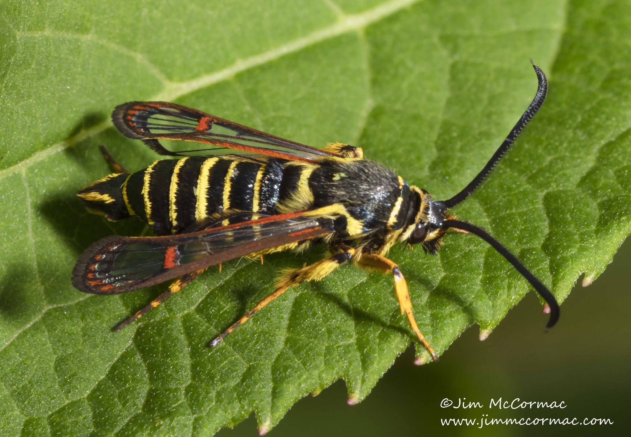 Ohio Birds and Biodiversity: Riley's Clearwing Moth, a remarkable mimic