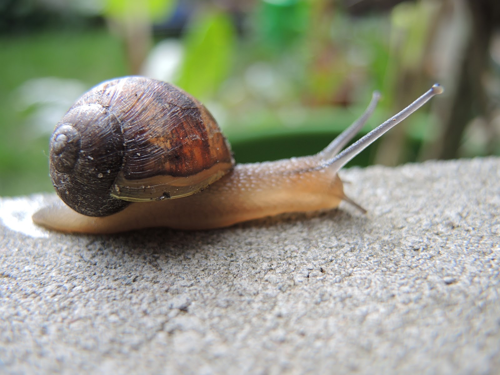 Moois van ' M(i)e': In mijn tuin: slijmerig schoons ...