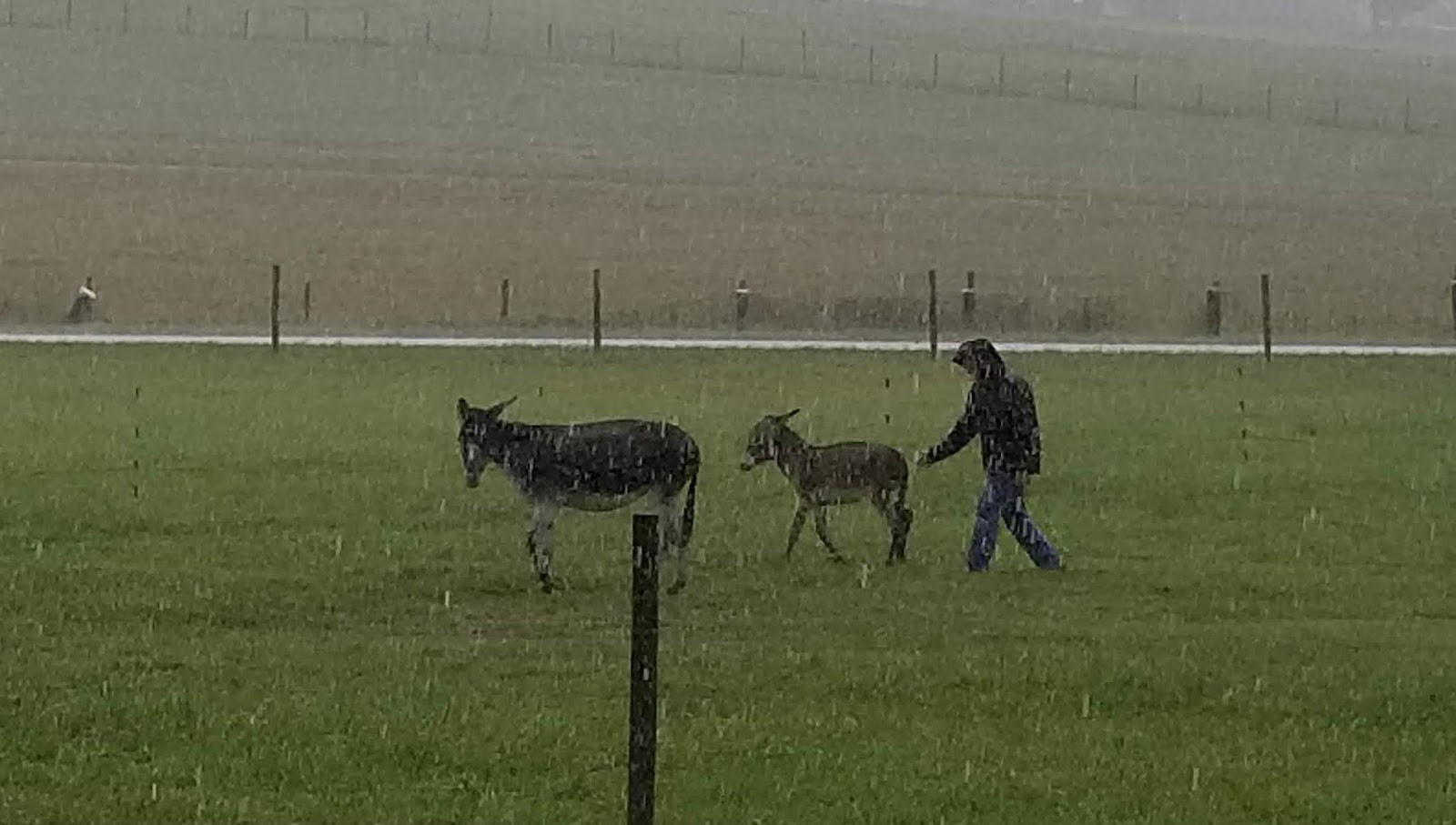 Our Tiny Farm NC in Western NC: Pictures of Our Mini-Donkeys