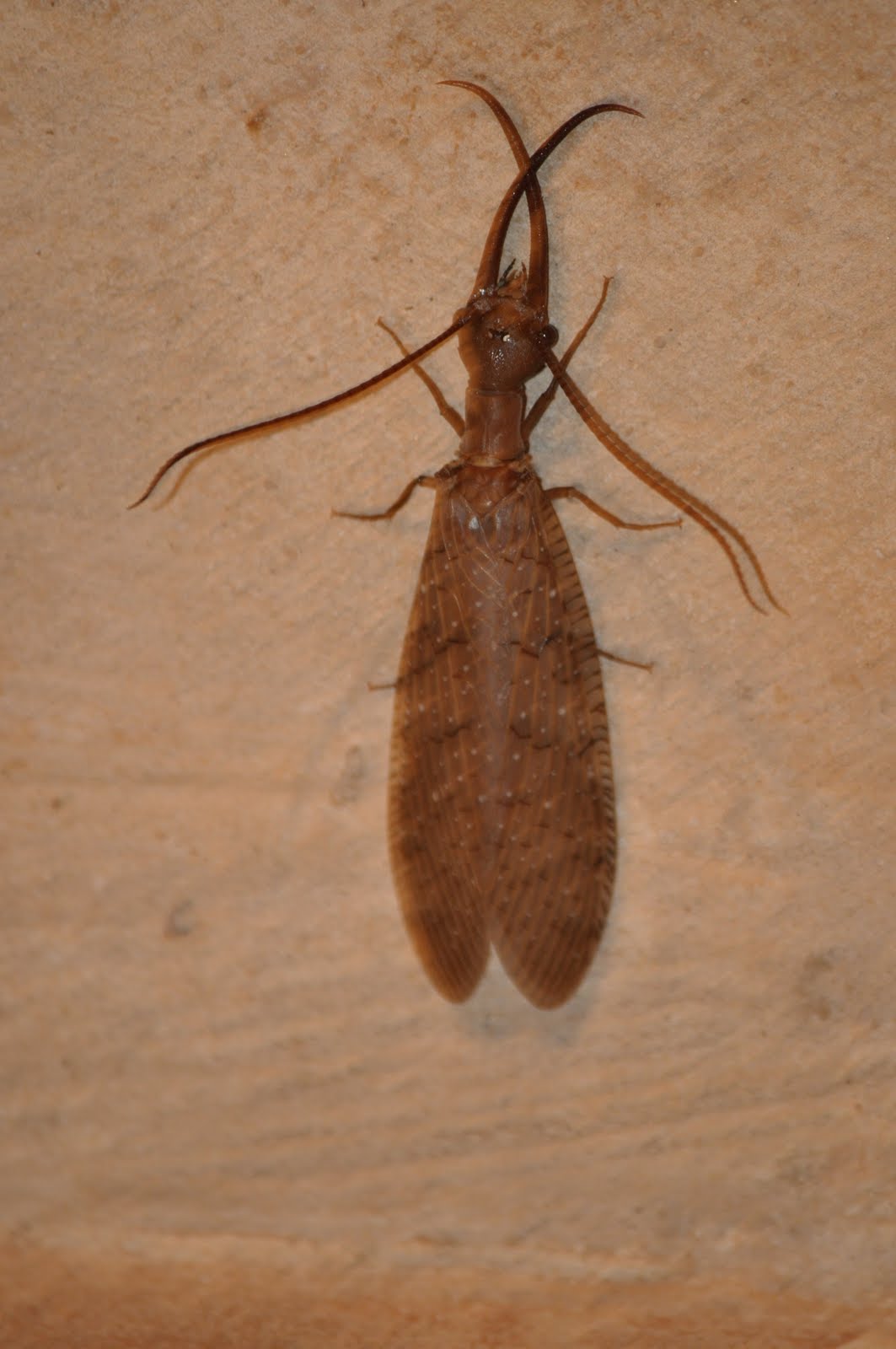 A Hellgrammite in Honduras! Sort of...