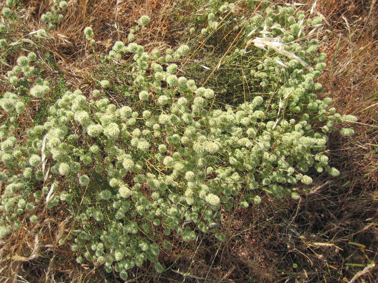 Das plantas e das pessoas: Thymus mastichina (L.) L. (Labiatae)