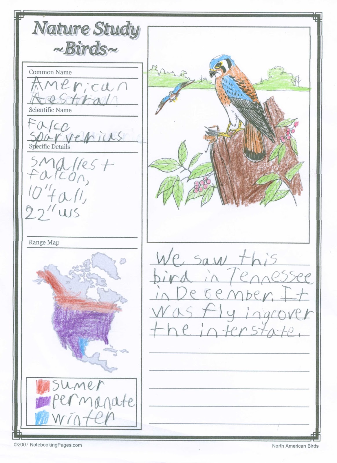 Birders for Life: Birding 101: Know Your Parts