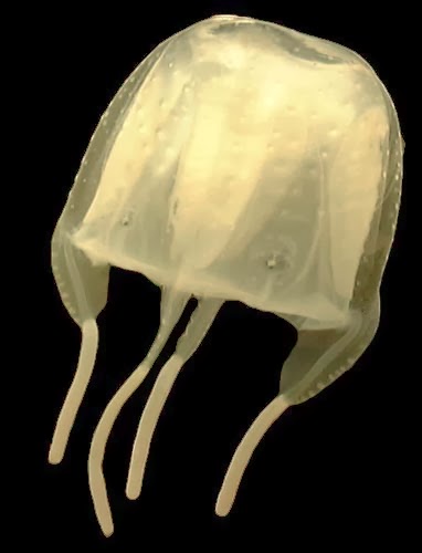 ZOOLOGIA MARINA: Animales marinos peligrosos