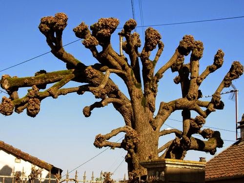 French Vocabulary Illustrated: moignon