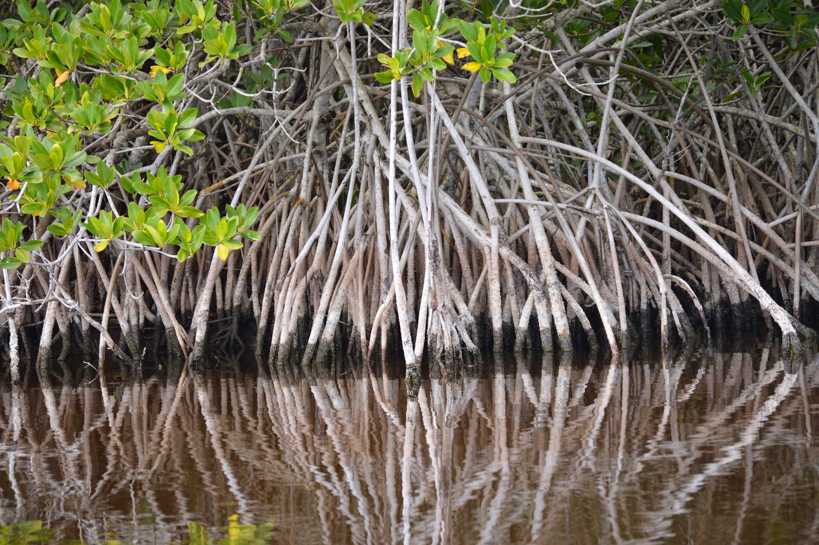 MANGLARES: TIPOS DE MANGLES