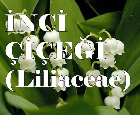 İnci Çiçeği (Liliaceae)