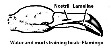 B. Sc. - II Animal Diversity- IV (Old) : TYPES OF BEAKS IN BIRDS ...