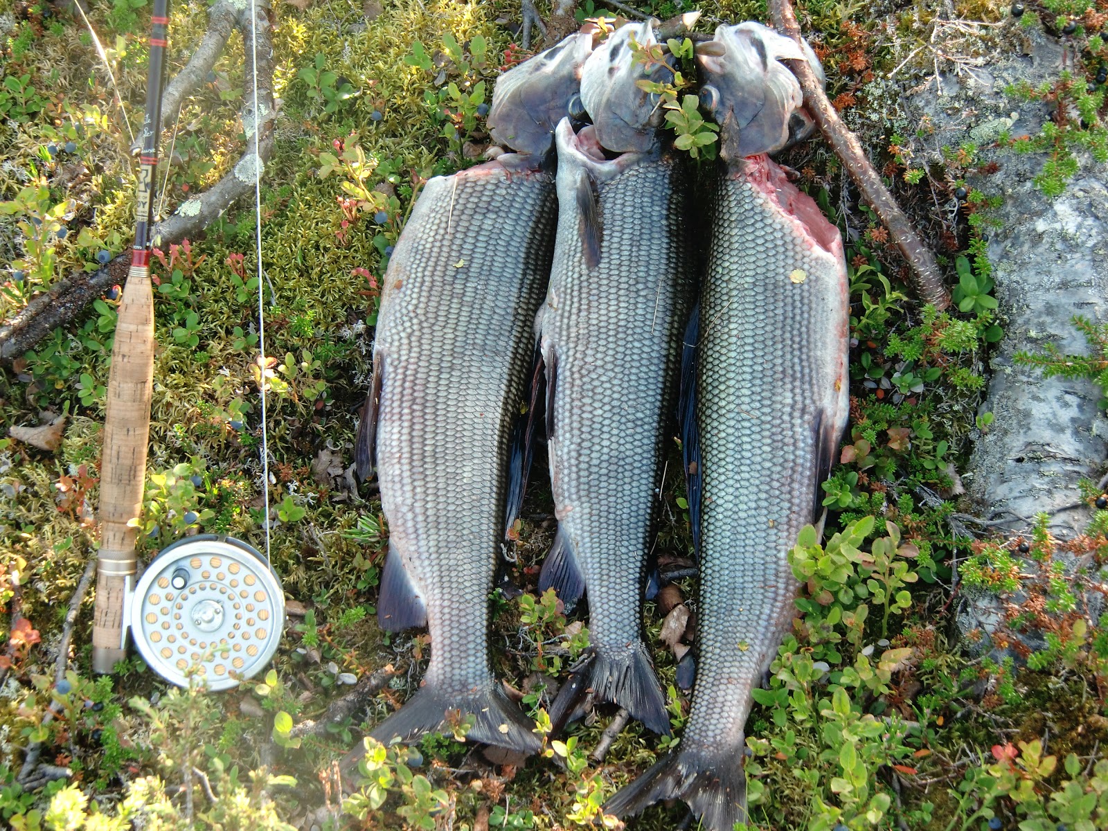 Patagonia Flyfishers: Fly-fishing course for beginners in Inari