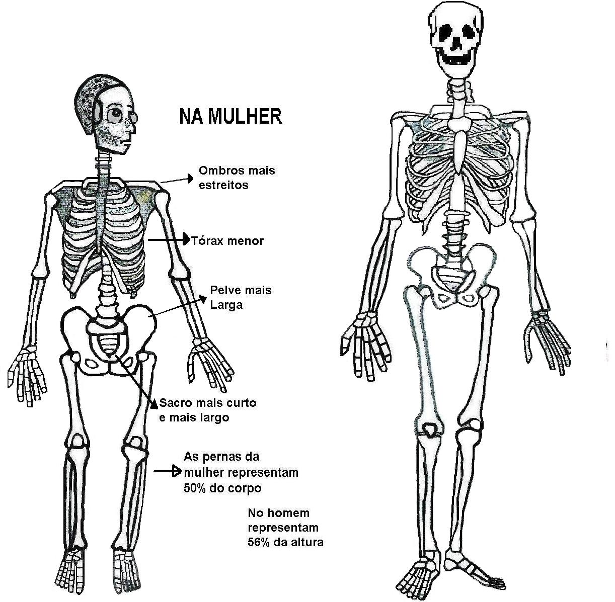 ESTUDANDO CIÊNCIAS E BIOLOGIA: IMAGENS OSSOS DO CORPO HUMANO